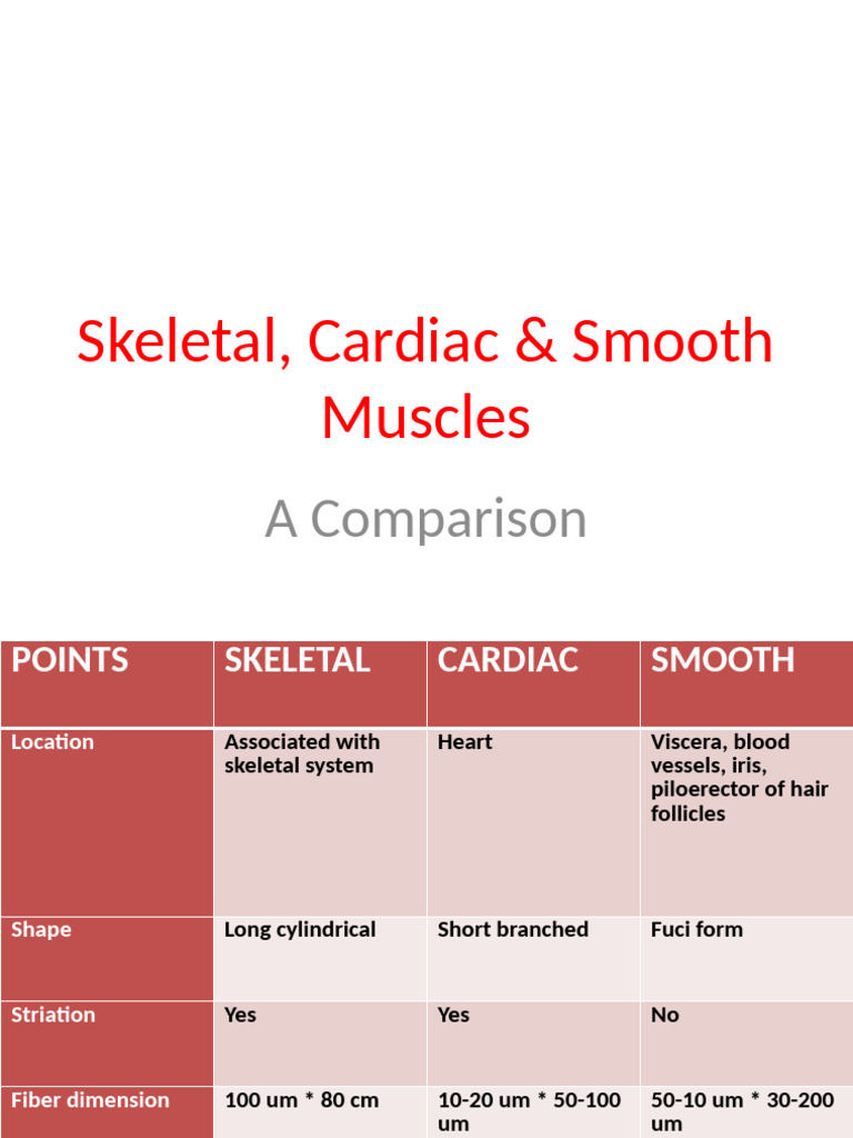 Skeletal, Cardiac & Smooth Muscles | PDF | Skeletal Muscle | Muscle ...