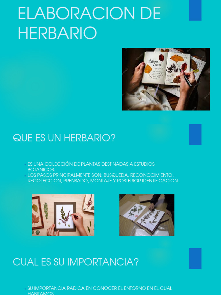 Elaboracion de Herbario | PDF