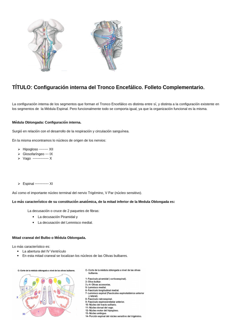 Folleto Conf Int Tronco Encef - 120359 | PDF | Sistema nervioso | Tronco encefálico