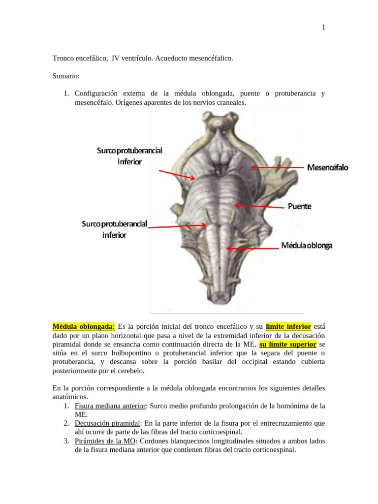 Anatomía del Tronco Encefálico y IV Ventrículo | PDF | Anatomía humana ...