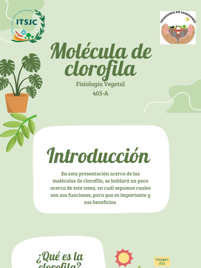 Clorofila: Función y Estructura en Plantas | PDF | Clorofila | Plantas