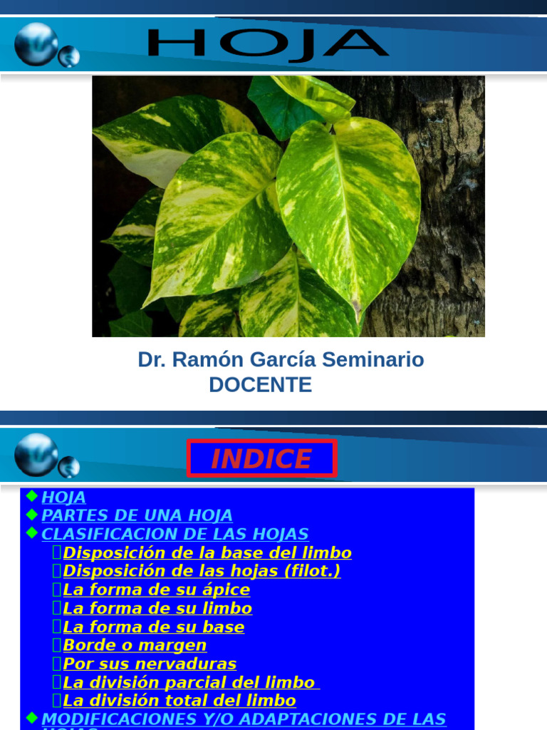 Estructura y Clasificación de Hojas | PDF | Hoja | Tallo de la planta