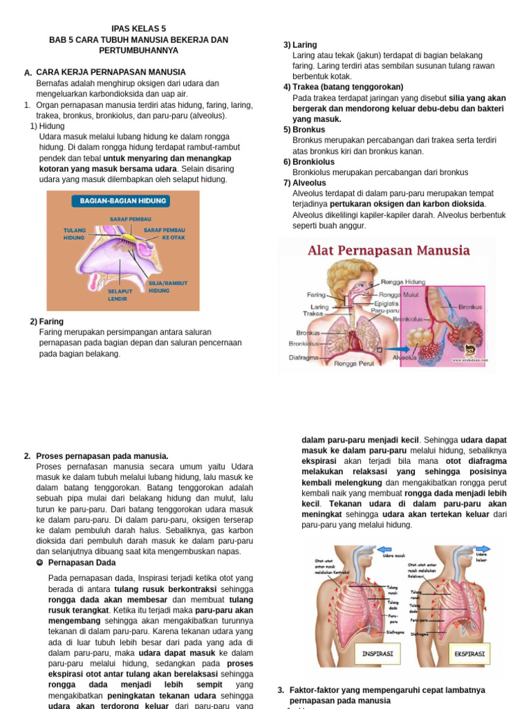 IPAS Kelas 5 BAB 5A. PERNAPASAN | PDF