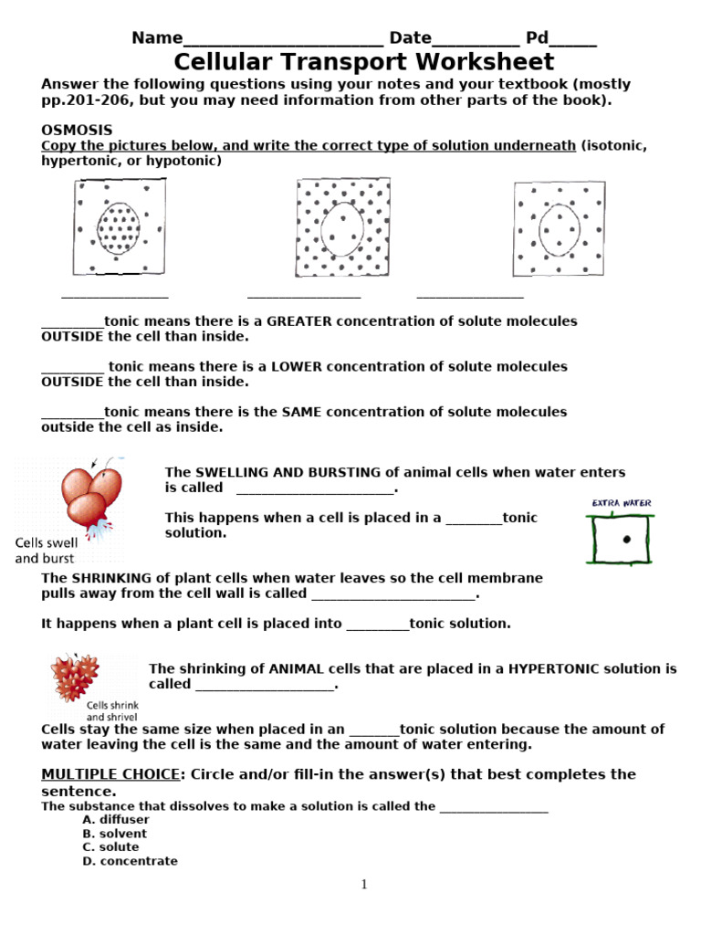 Cellular Transport Worksheet | PDF | Osmosis | Cell Biology