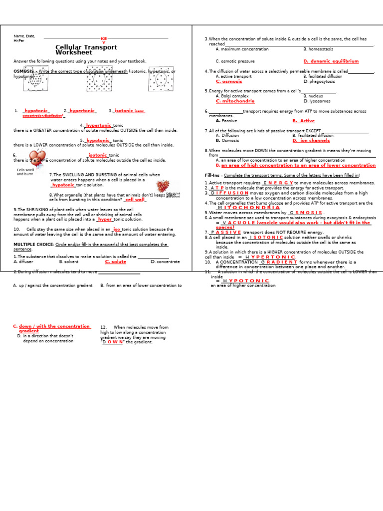 Cellular Transport Worksheet Key-1-1 | PDF | Osmosis | Membrane Biology