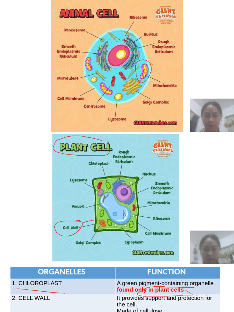 Plant and Animal Cell | PDF