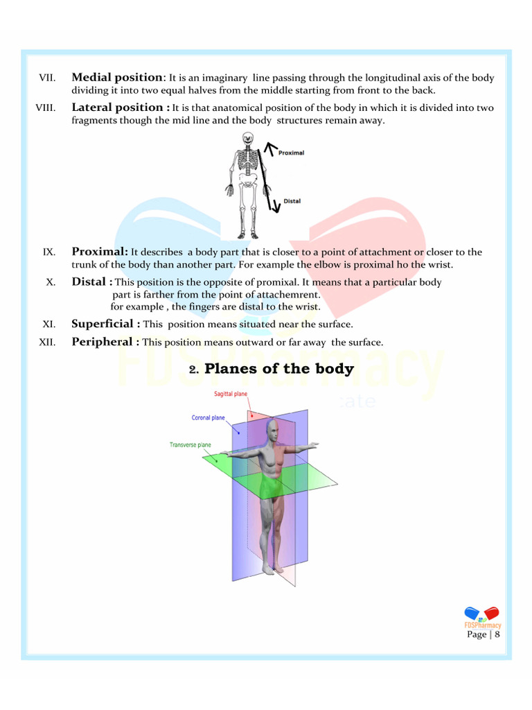 Human Anatomy Physiology Notes | PDF