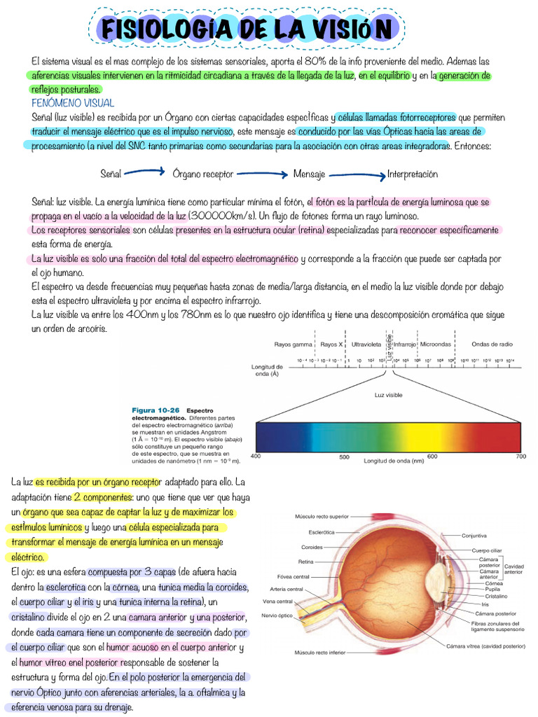 Fisiología y Función del Sistema Visual | PDF | Ojo humano | Percepción ...