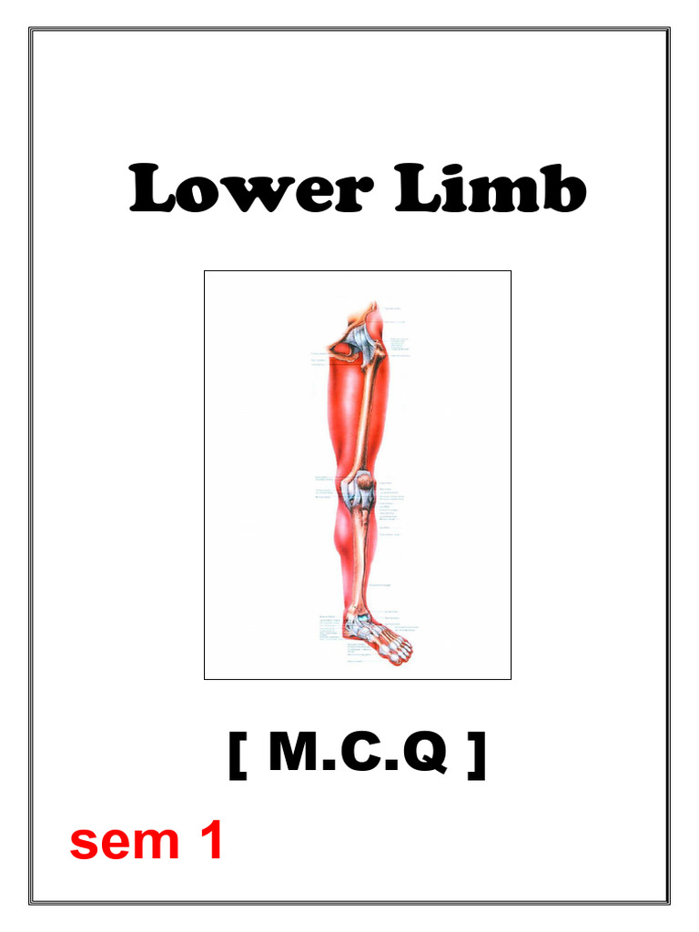 Lower Limb MCQ | PDF | Human Leg | Foot