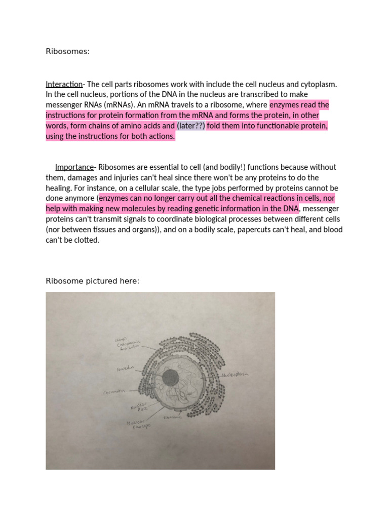 Ribosome notes | PDF