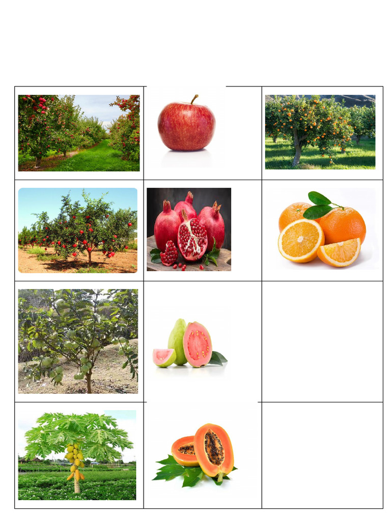 Fruit | PDF