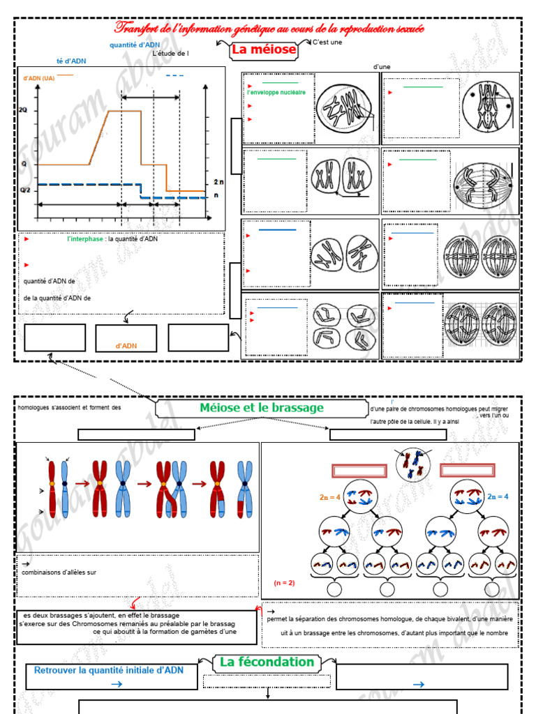 Résumé Méiose Et Lois Statistiques-3 | PDF | Méiose | Dominance (Génétique)