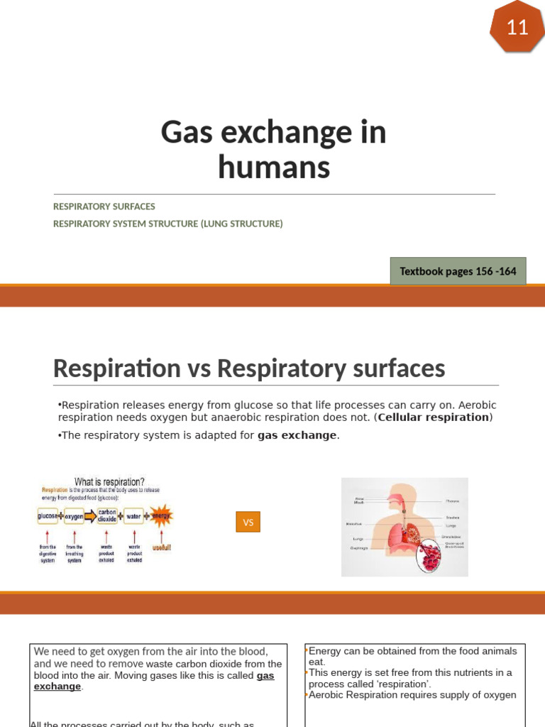 Efficient Gas Exchange in Human Lungs | PDF | Respiratory System | Lung