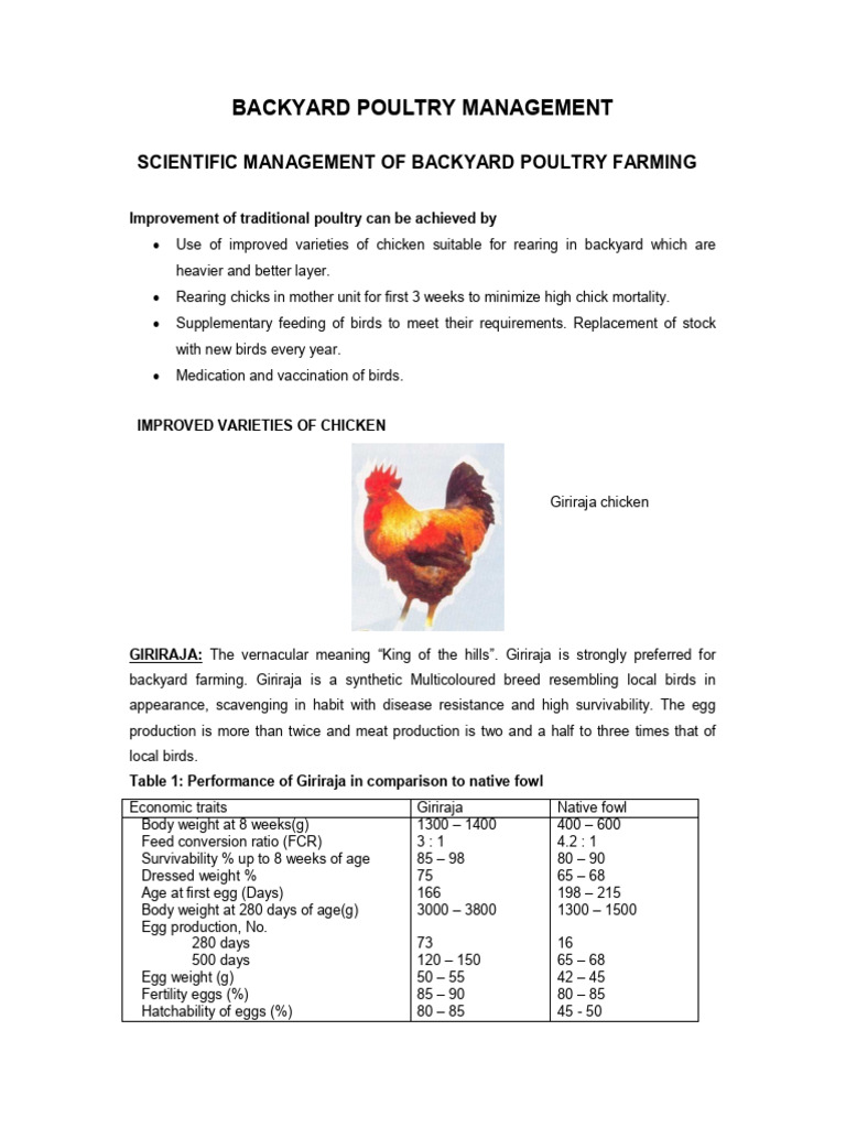 Backyard Poultry Management Guide | PDF | Chicken | Poultry