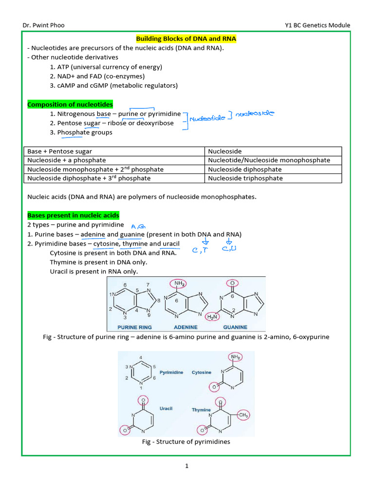 Genetic BC Note 2024 | PDF | Nucleotides | Dna