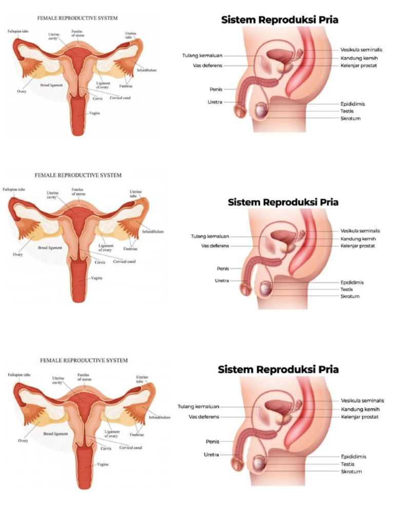 tugas reproduksi | PDF