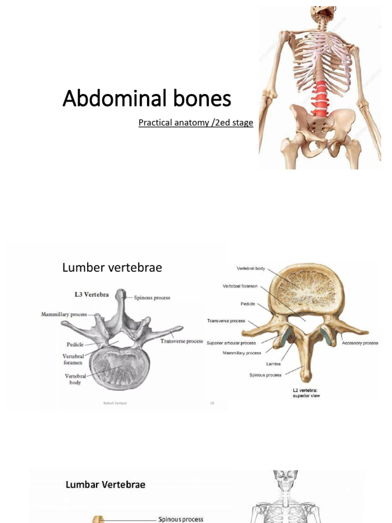 Pelvic Anatomy | PDF