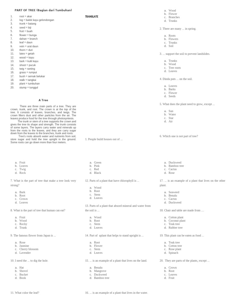 Parts of a Tree Explained | PDF | Trees | Plants