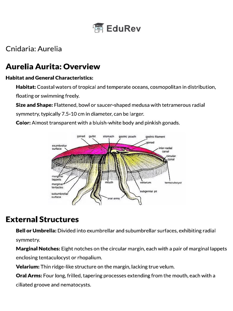 Cnidaria Aurelia | PDF