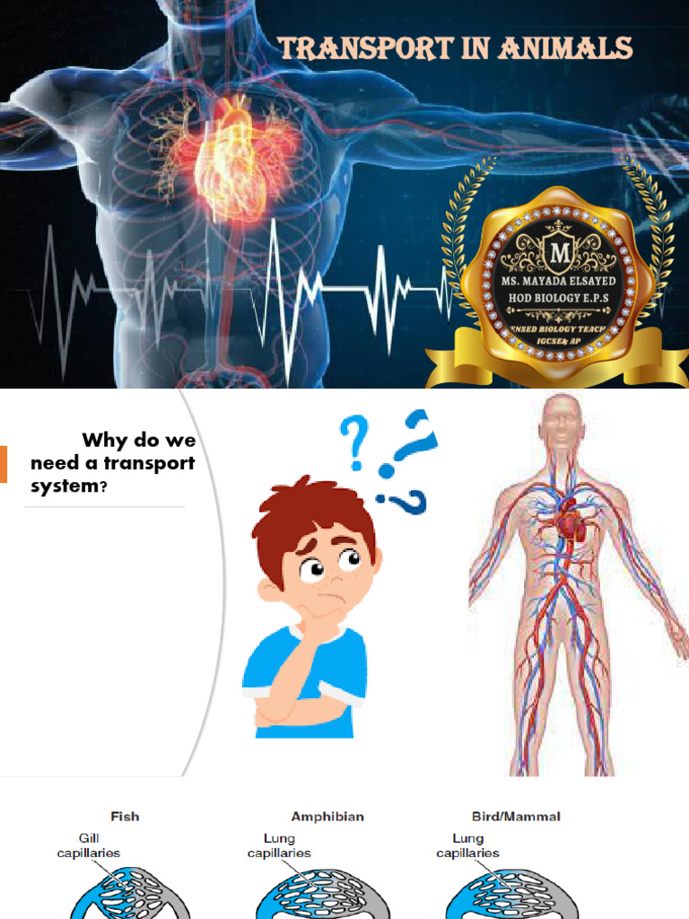 Animal Circulatory Systems Explained | PDF | Heart Valve | Atrium (Heart)