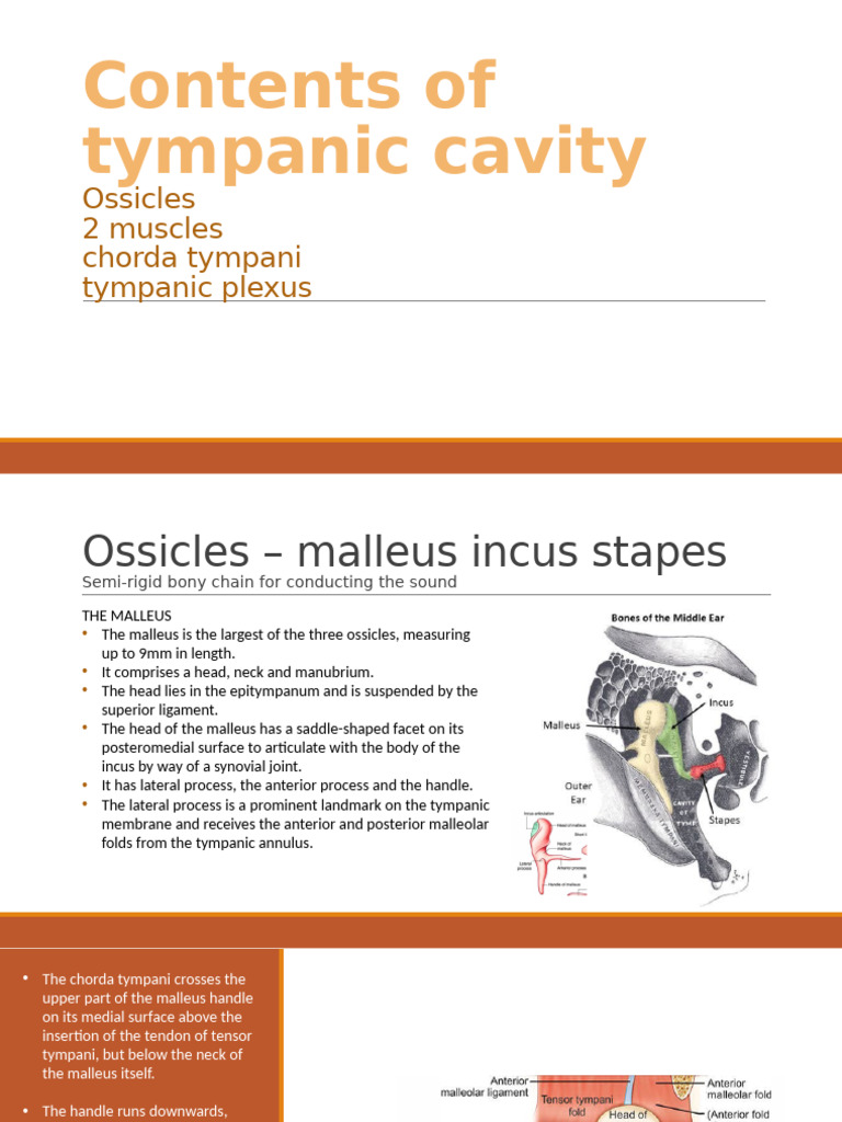 Anatomy of the Tympanic Cavity | PDF | Human Leg | Ear