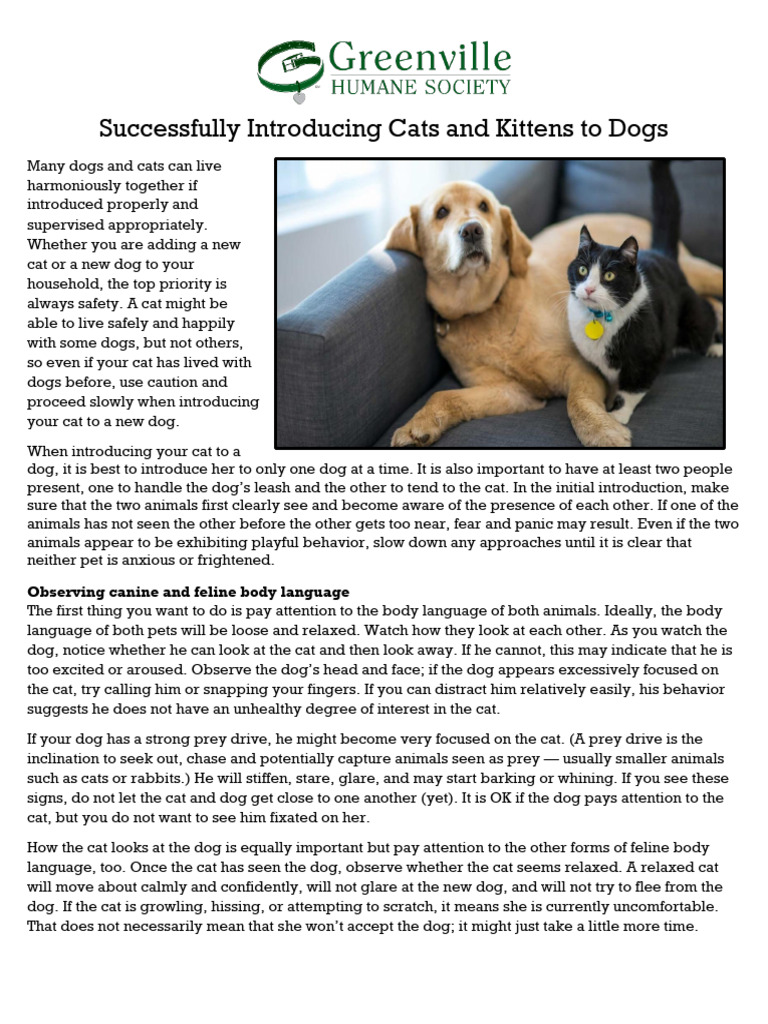 Cat-and-Dog-Introductions-Handout | PDF | Cats | Animals And Humans