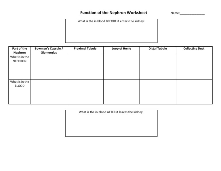 Function of The Nephron Worksheet | PDF