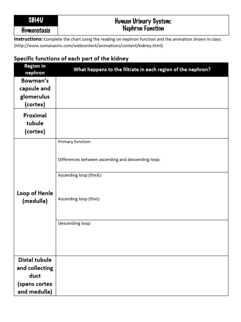 Nephron Function-Animation Worksheet | PDF
