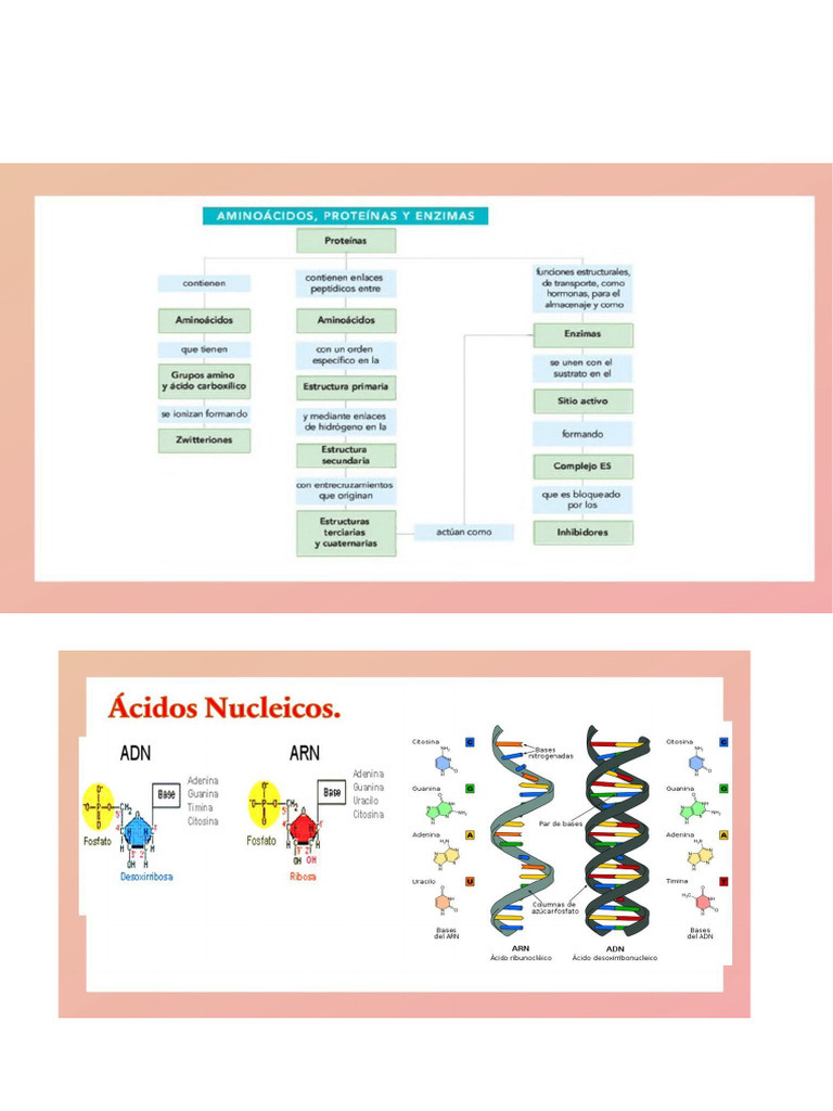 Esquema Proteinas | PDF