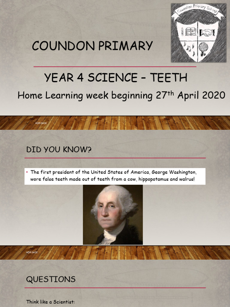 Understanding Human Teeth for Kids | PDF | Tooth | Human Tooth