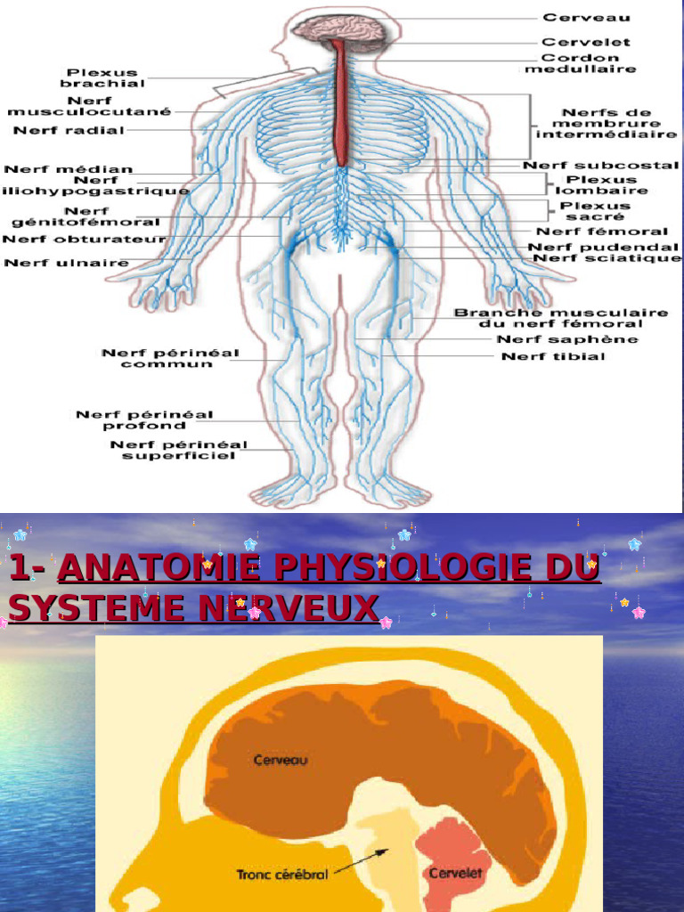 SYSTEME NERVEUX | PDF | Nerf | Synapse