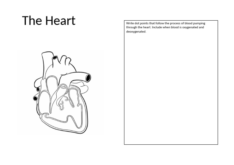 Heart Anatomy | PDF