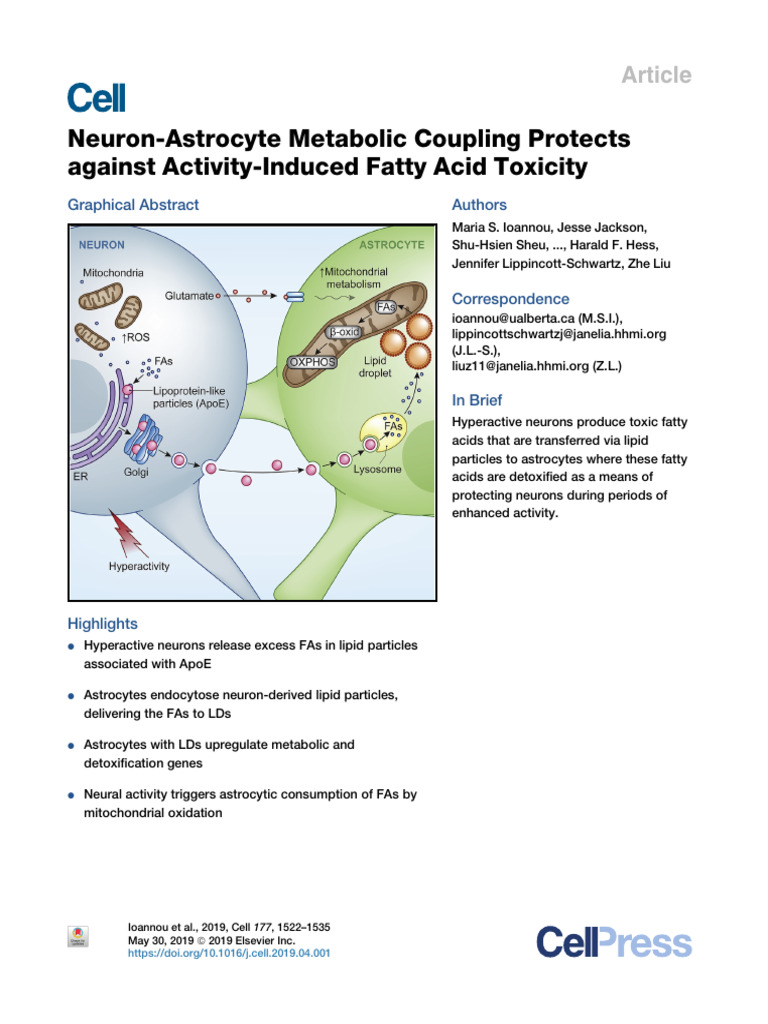 Ioannou et al. - 2019 - Neuron-Astrocyte Metabolic Coupling Protects ...