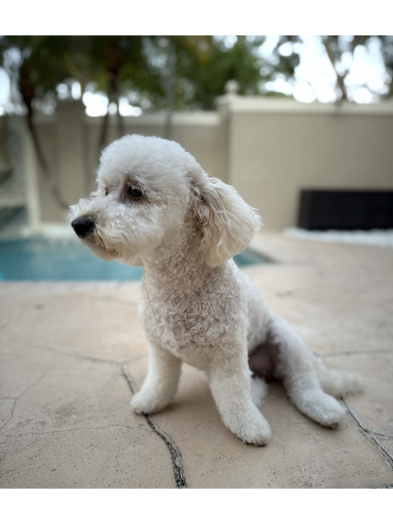 MS Aaron Shakibi 55 Animal/Pet Photo | PDF