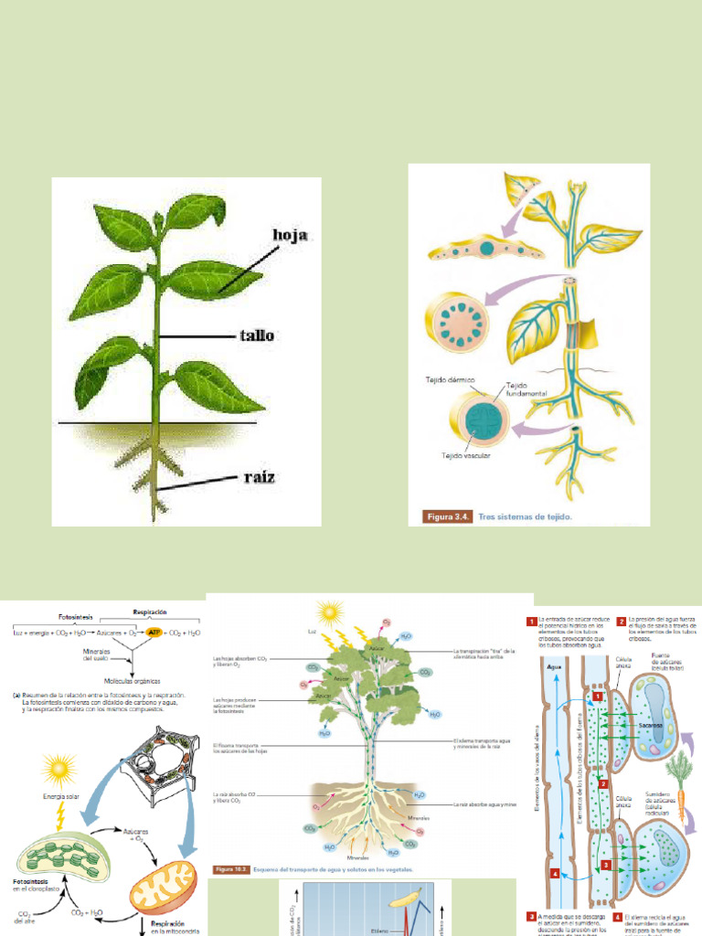Estructura del Cormo en Plantas | PDF | Plantas | Tallo de la planta