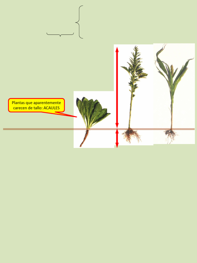 Modificaciones Estructurales en Plantas | PDF | Tallo de la planta | Hoja