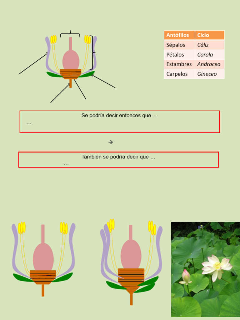 Morfología Floral: Partes y Estructuras | PDF | Flores | Morfología Vegetal