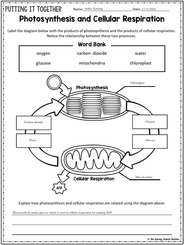 Putting It Together-Photosynthesis and Cellular Respiration | PDF ...