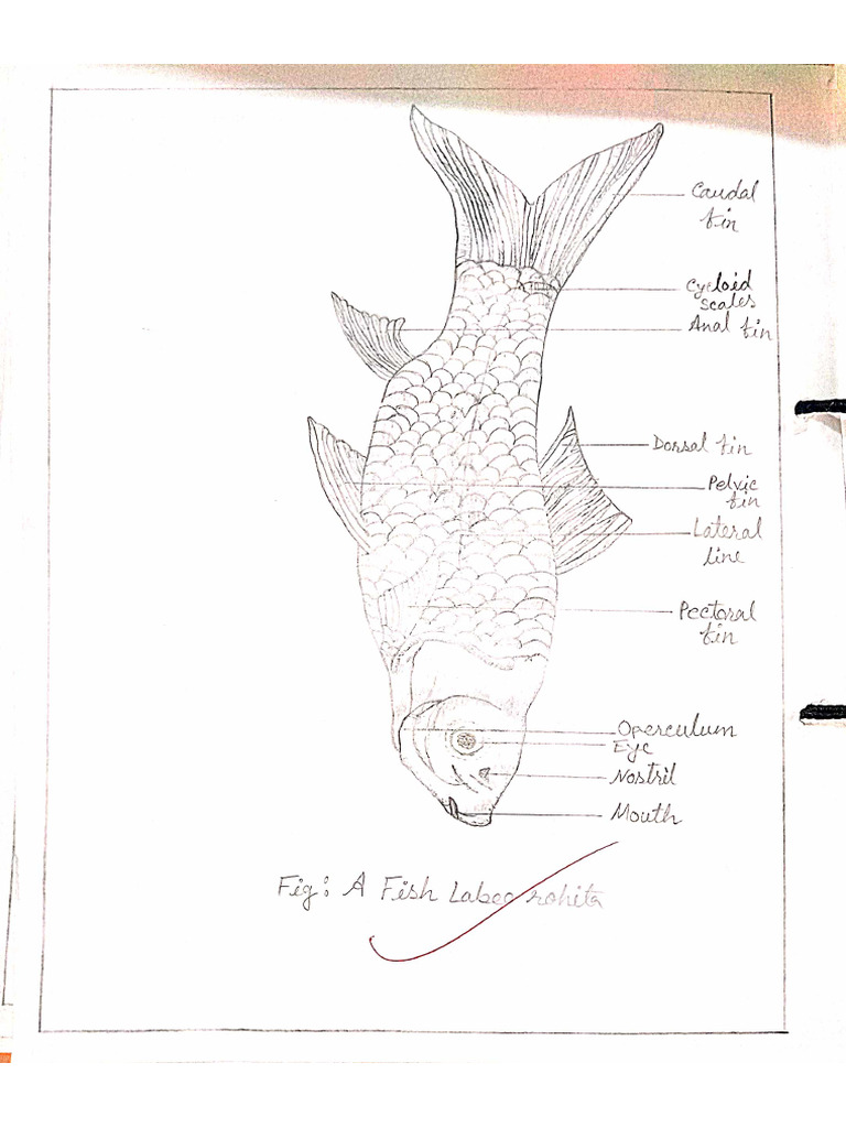 Zoology PCT 7 | PDF