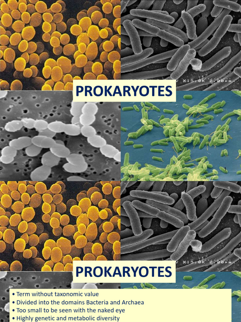 Lesson 1 Prokaryotes 2024-25 | PDF | Archaea | Bacteria