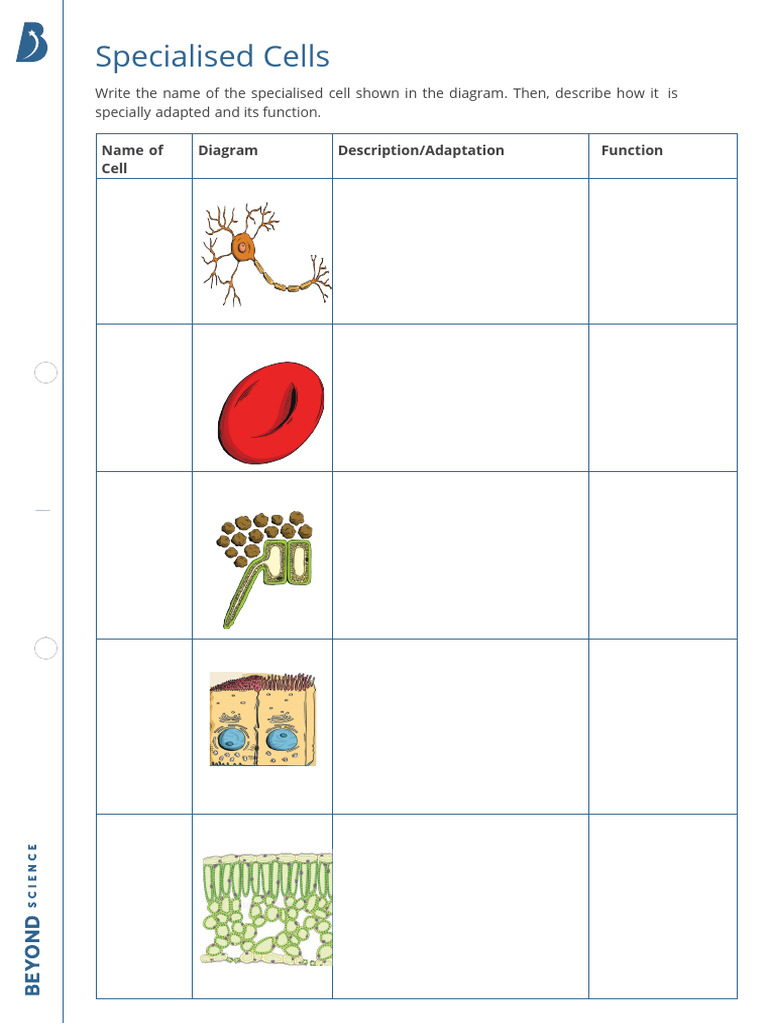 Specialised Cells Table - Editable | PDF