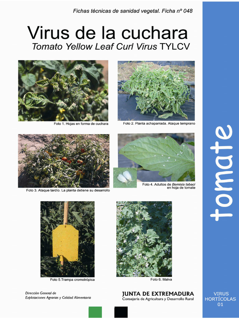Tylcv - Virus de La Hoja Cuchara | PDF | Agricultura | Plantas