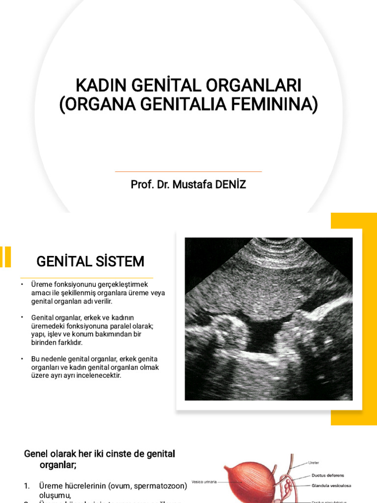 5) Kadin Geni̇tal Organlari 2023-2024 (1) | PDF