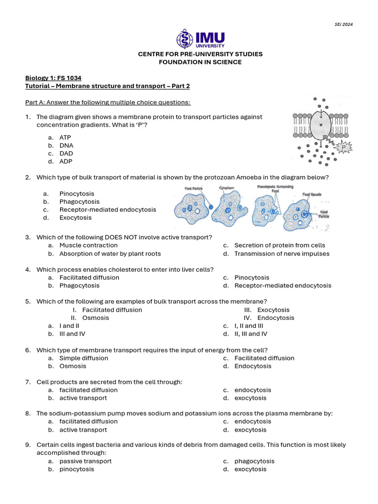 Membrane Structure and Transport - Part 2 Tutorial | PDF | Cell Membrane | Cell (Biology)