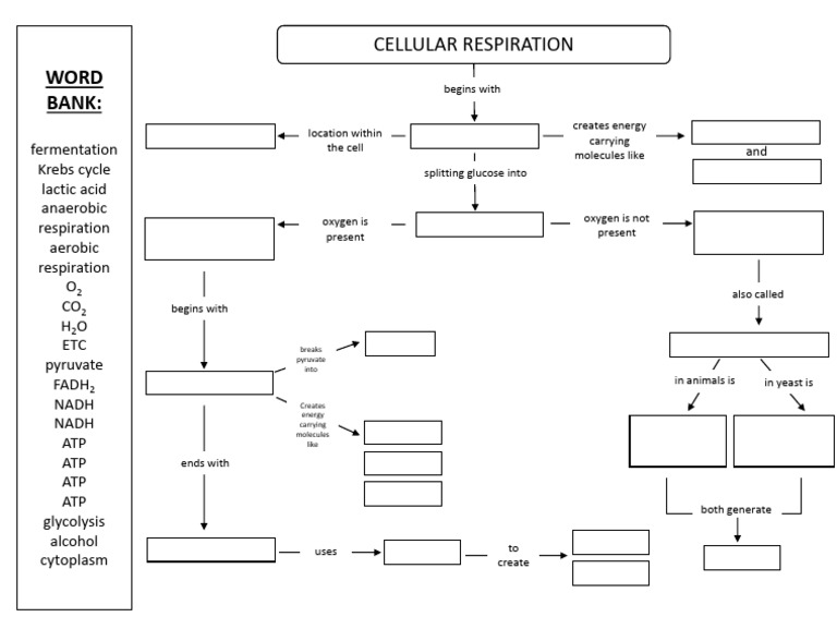 Cellular+Respiration+Graphic+Organizer | PDF