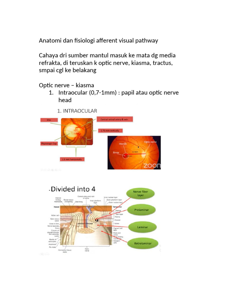 Anatomi Dan Fisiologi Afferent Visual Pathway | PDF