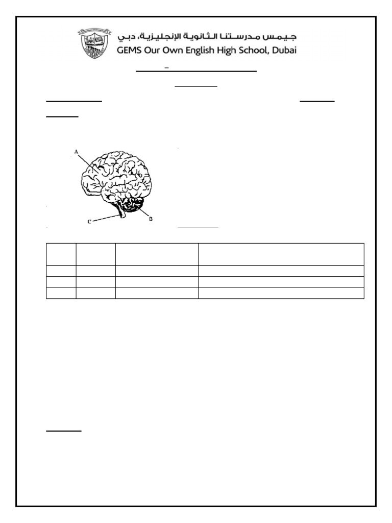 Worksheet 2 Control and Coordination Human Brain | PDF | Brain | Senses