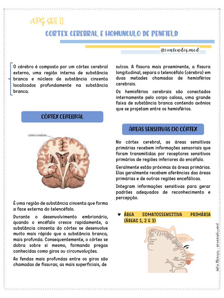 APG 07 Córtex Cerebral e Homúnculo de Penfield | PDF | Córtex cerebral ...