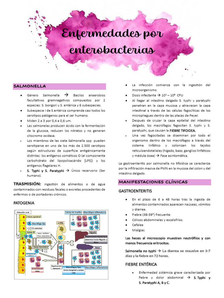 Enfermedades Por Enterobacterias | PDF | Salmonela | Escherichia coli
