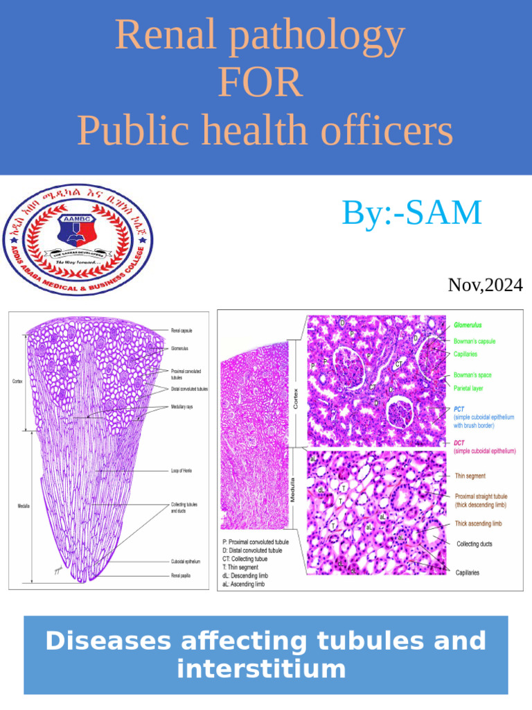 Renal Pathology | PDF | Kidney Disease | Kidney